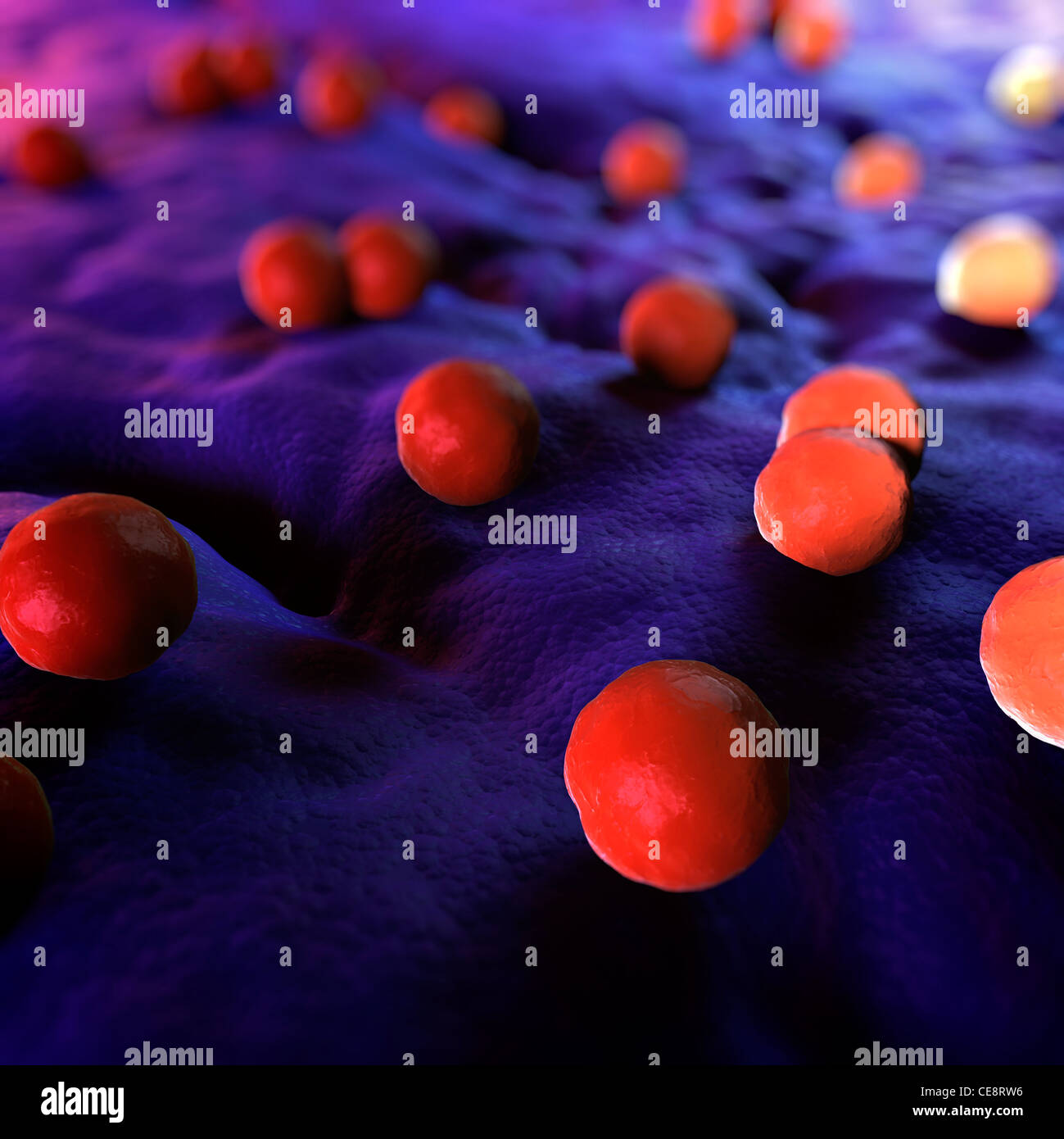 Bacteria, conceptual computer artwork Stock Photo - Alamy Bacteria, conceptual computer artwork Stock Photo - Alamy