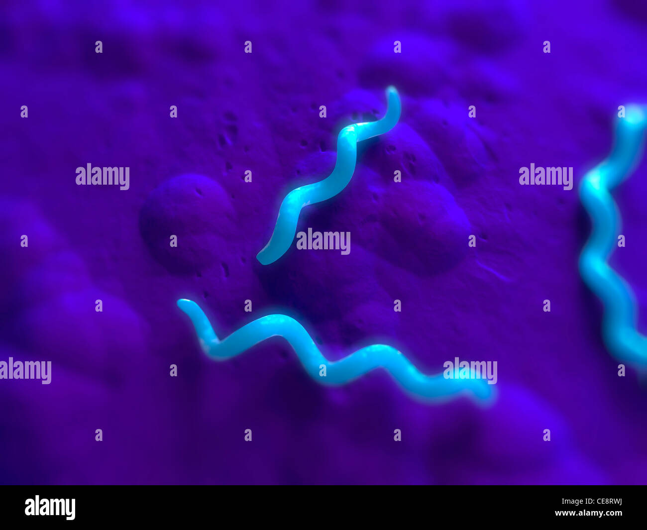 Spirillum bacteria hi-res stock photography and images - Alamy