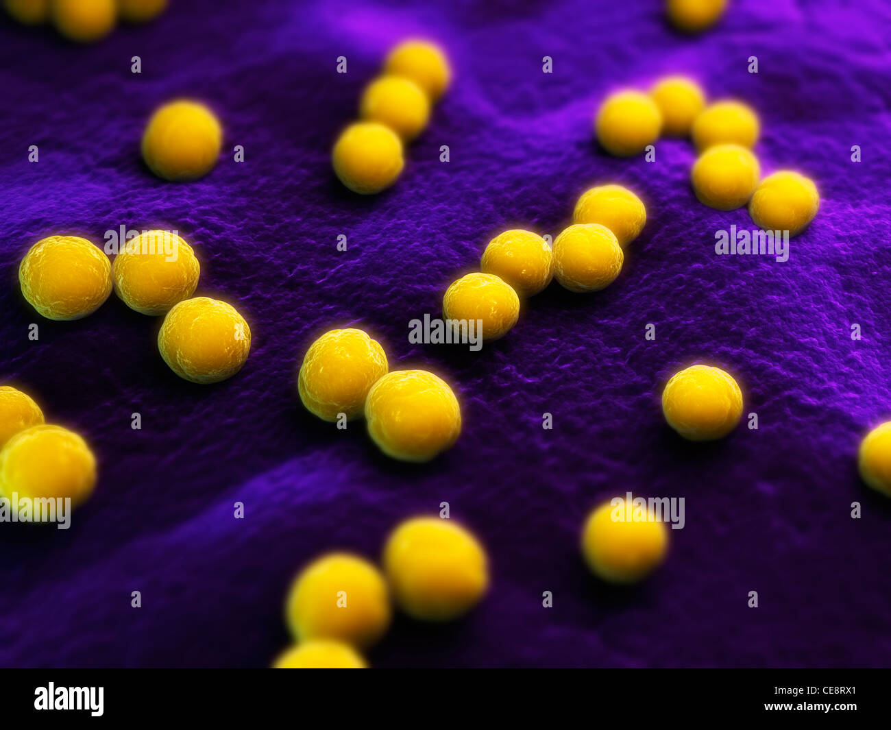 Rod shaped and round bacteria hi-res stock photography and images - Alamy