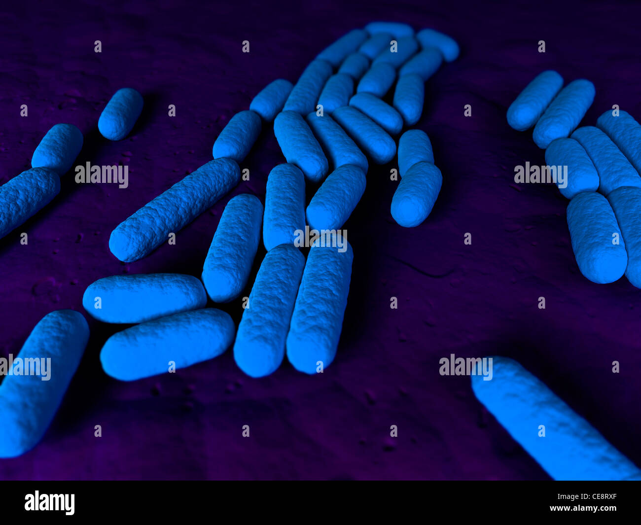 Bacillus subtilis bacteria, conceptual computer artwork Stock Photo - Alamy Bacillus subtilis bacteria, conceptual computer artwork Stock Photo - Alamy