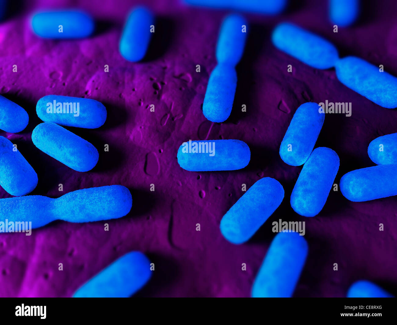 Dividing bacteria, computer artwork Stock Photo - Alamy Dividing bacteria, computer artwork Stock Photo - Alamy