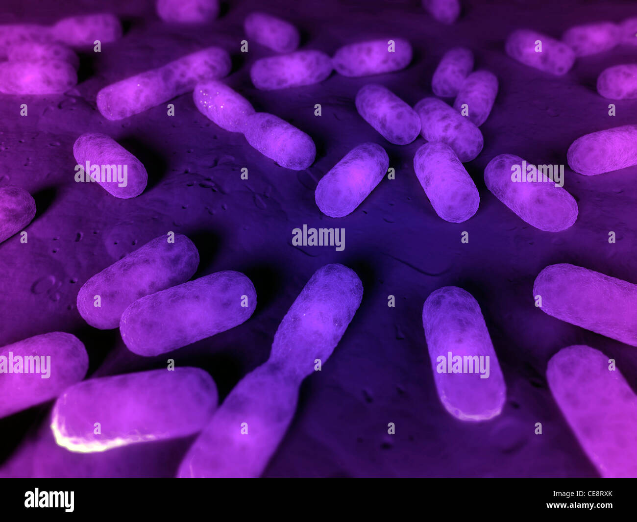 Dividing bacteria, computer artwork Stock Photo - Alamy Dividing bacteria, computer artwork Stock Photo - Alamy