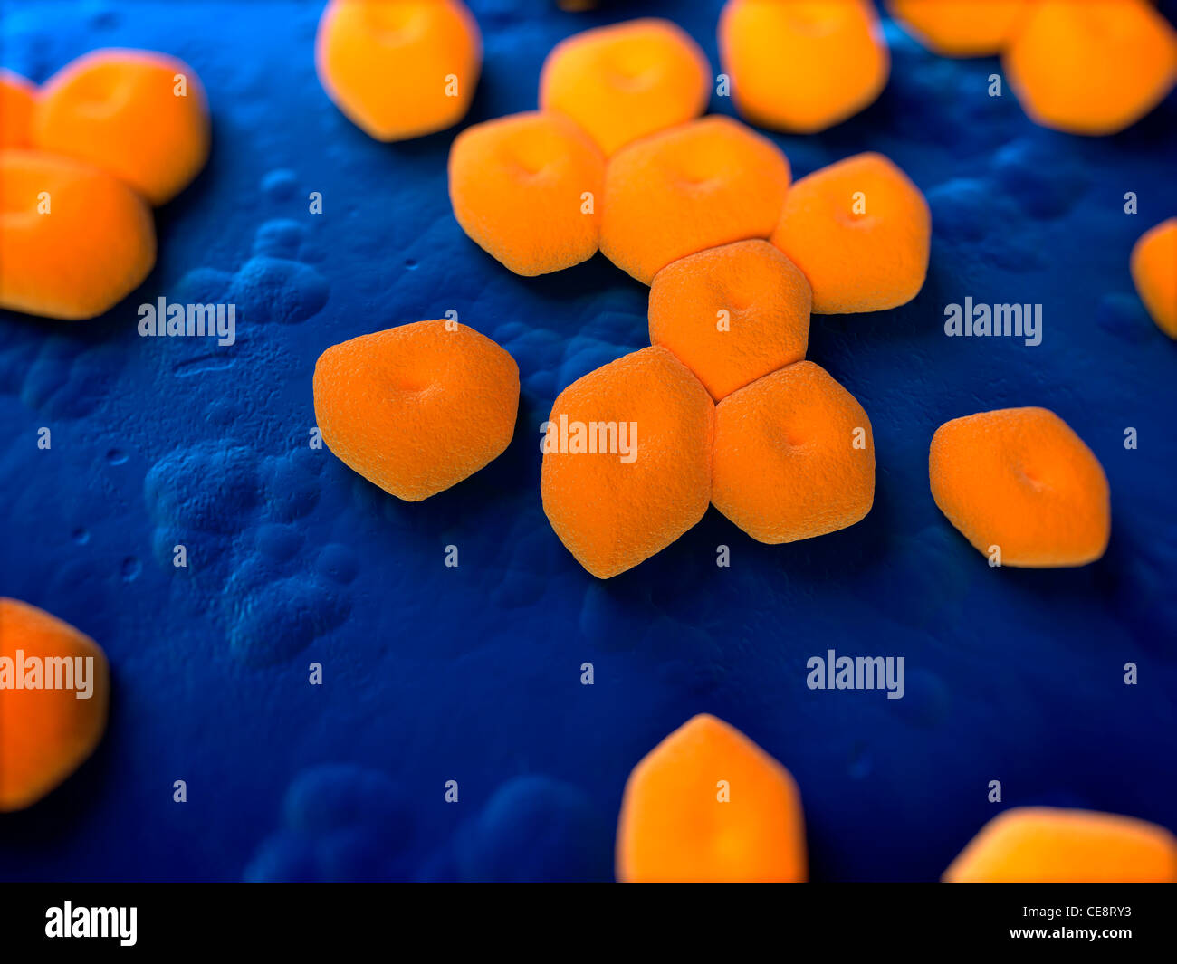 Acinetobacter sp hi-res stock photography and images - Alamy