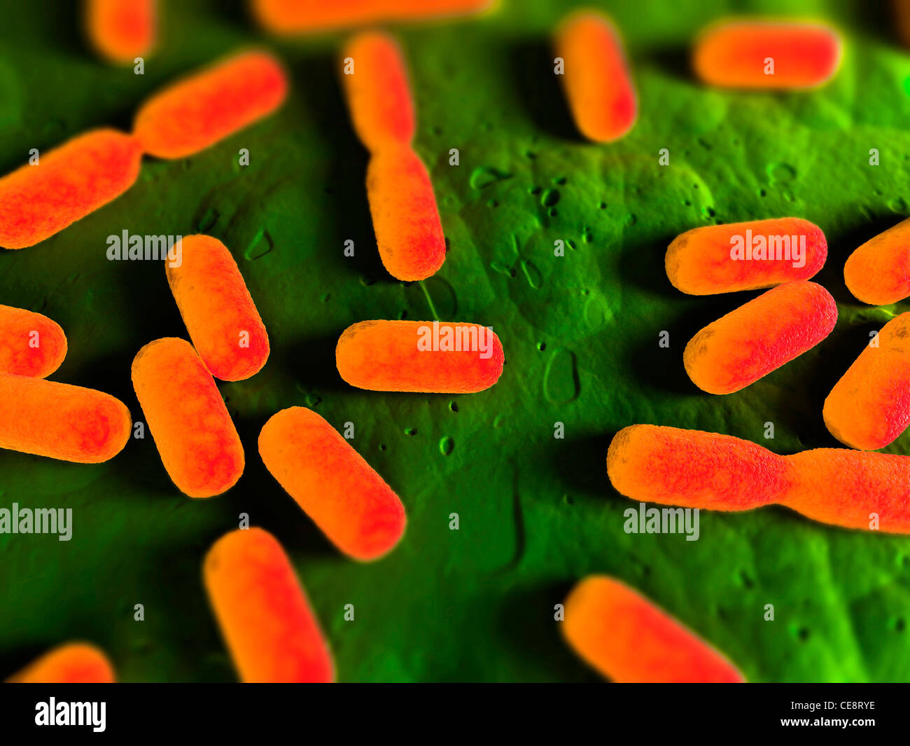 Dividing bacteria, computer artwork Stock Photo - Alamy Dividing bacteria, computer artwork Stock Photo - Alamy
