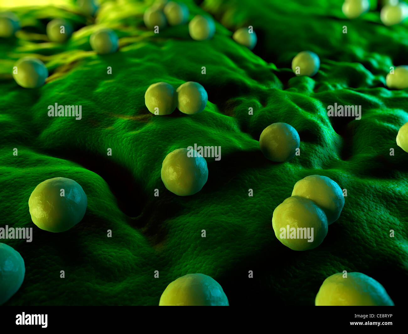 Bacteria, conceptual computer artwork Stock Photo - Alamy Bacteria, conceptual computer artwork Stock Photo - Alamy