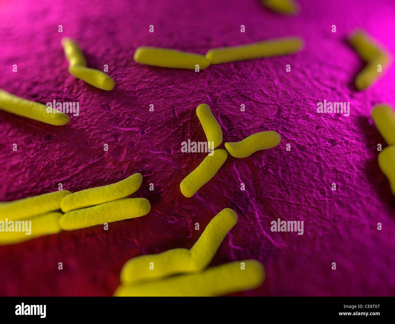 Bacteria, conceptual computer artwork Stock Photo - Alamy Bacteria, conceptual computer artwork Stock Photo - Alamy