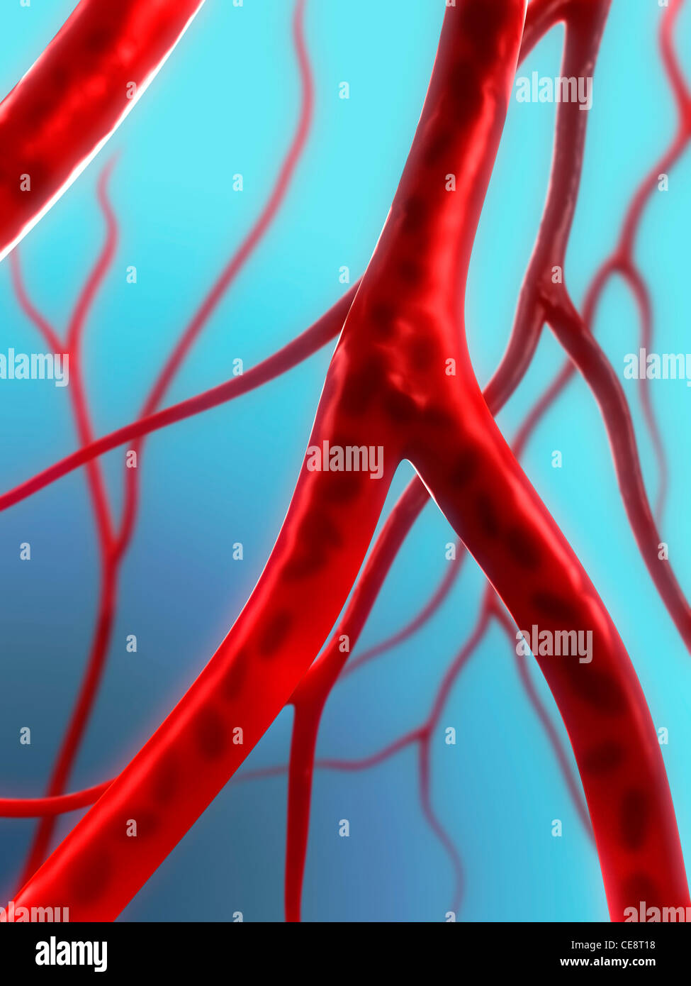 Arteries, computer artwork Stock Photo - Alamy