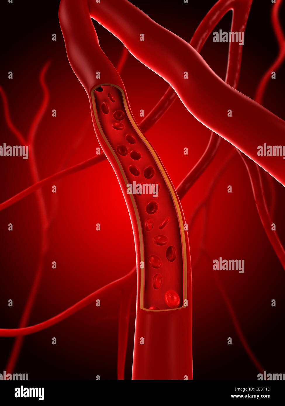Artery. Cut-away computer artwork showing erythrocytes (red blood cells ...