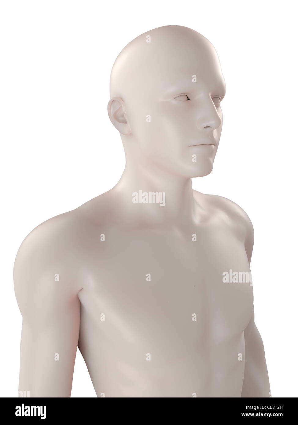 Male anatomy, computer artwork Stock Photo - Alamy