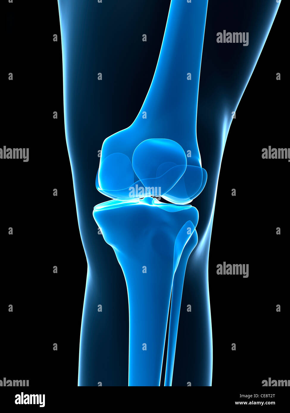 Knee bones, computer artwork Stock Photo - Alamy