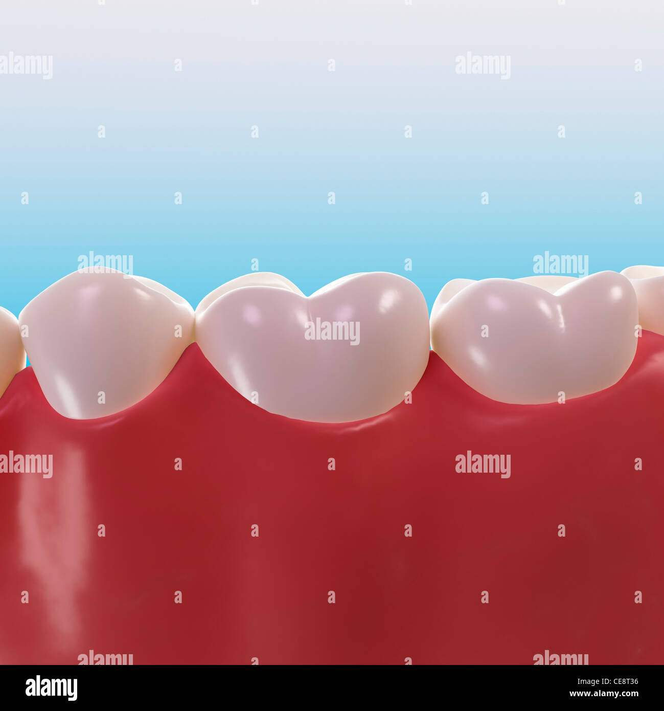 Healthy teeth, computer artwork Stock Photo - Alamy