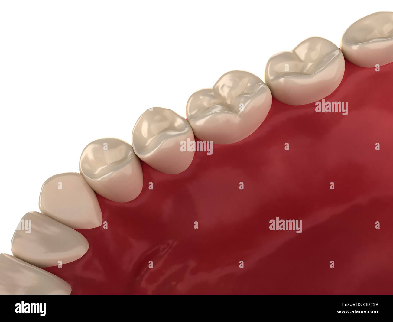 Healthy teeth, computer artwork Stock Photo - Alamy