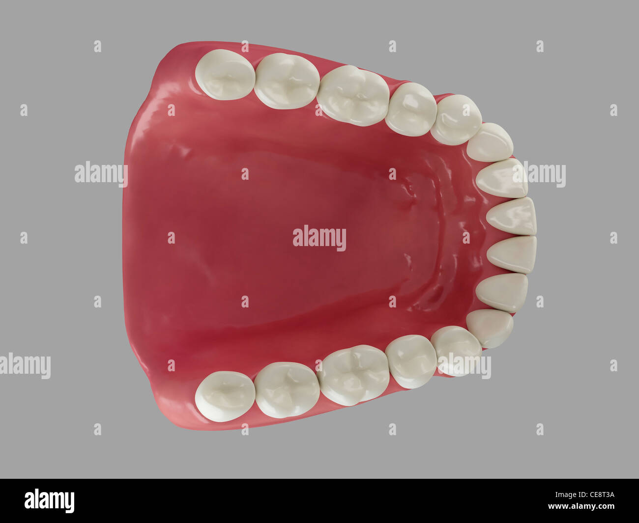 Healthy teeth, computer artwork Stock Photo - Alamy