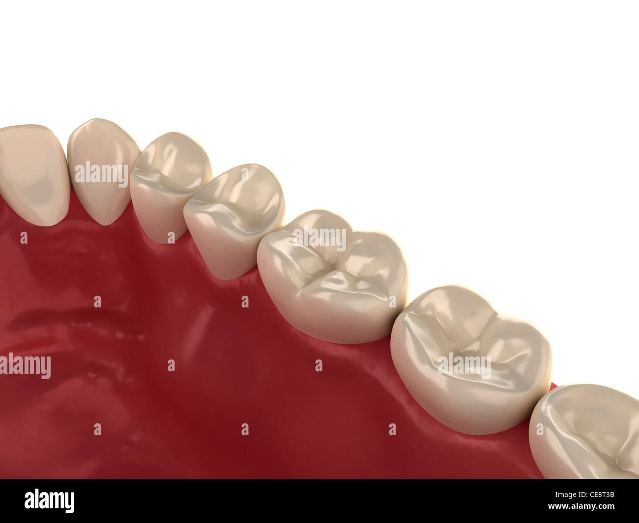 Healthy teeth, computer artwork Stock Photo - Alamy