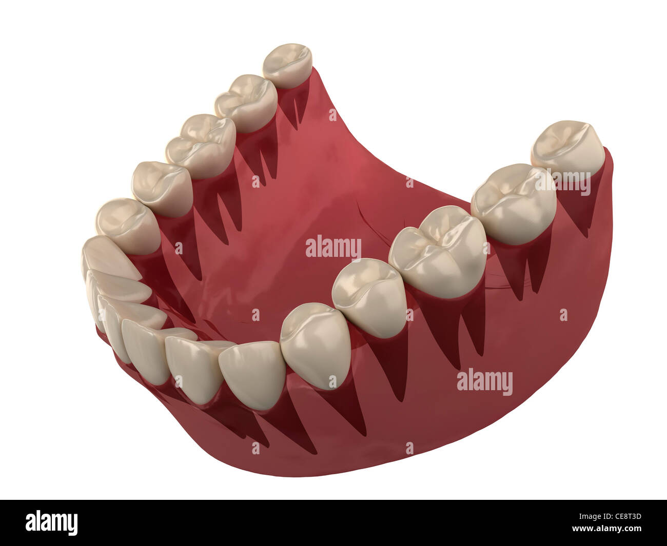 Healthy teeth, computer artwork Stock Photo - Alamy