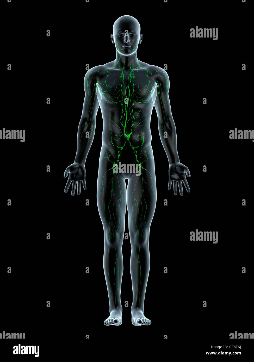 Lymphatic system, computer artwork Stock Photo - Alamy