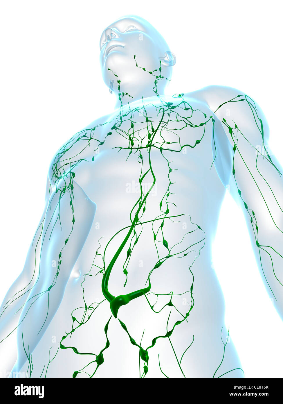 Lymphatic system, computer artwork Stock Photo - Alamy