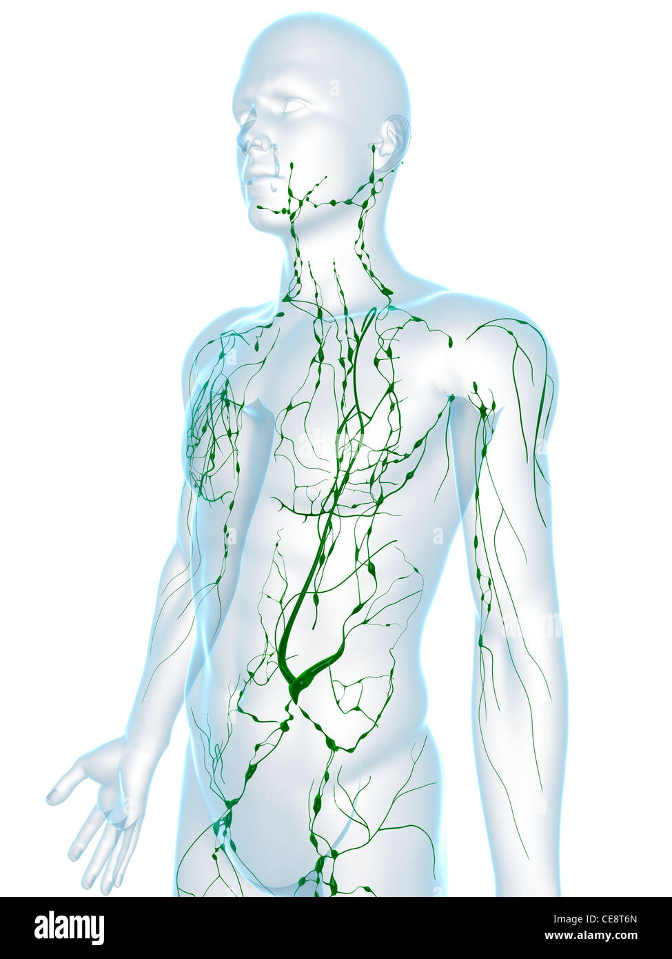 Lymphatic Drawing Stock Photos & Lymphatic Drawing Stock Images - Alamy