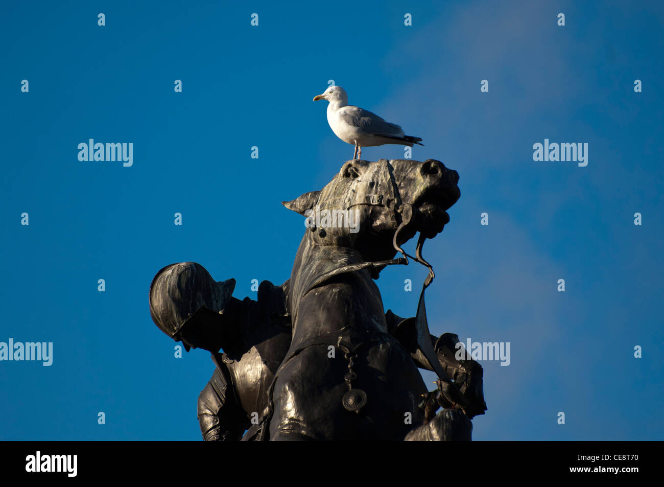 Seagull on statue Stock Photo - Alamy