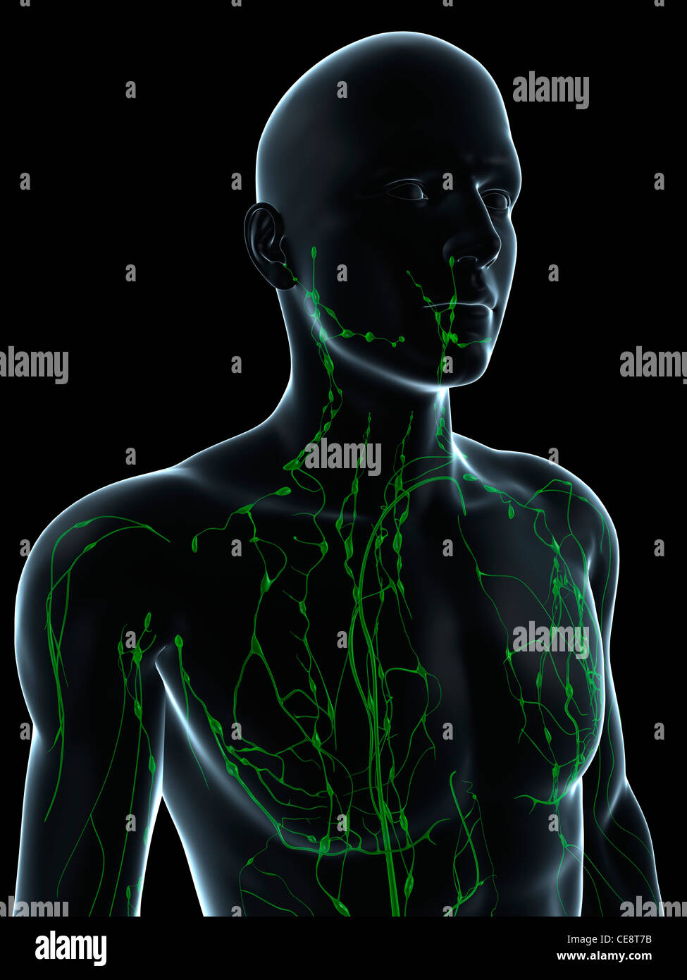 Lymphatic network hi-res stock photography and images - Alamy