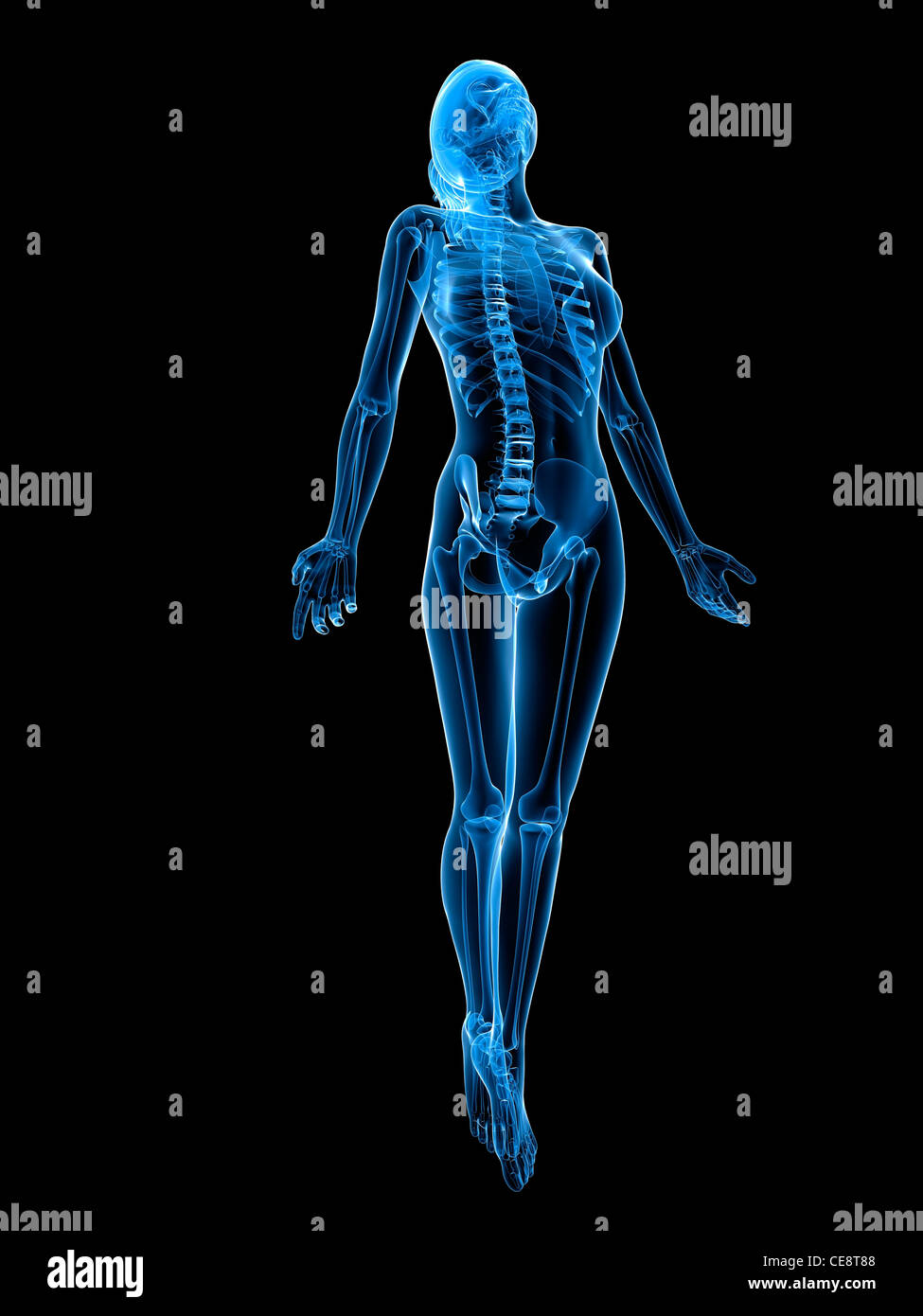 Female full body anatomy front and back hi-res stock photography and ...