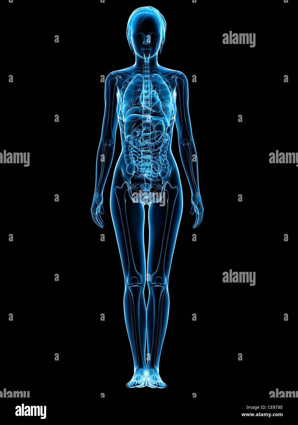 Female full body anatomy front and back hi-res stock photography and ...