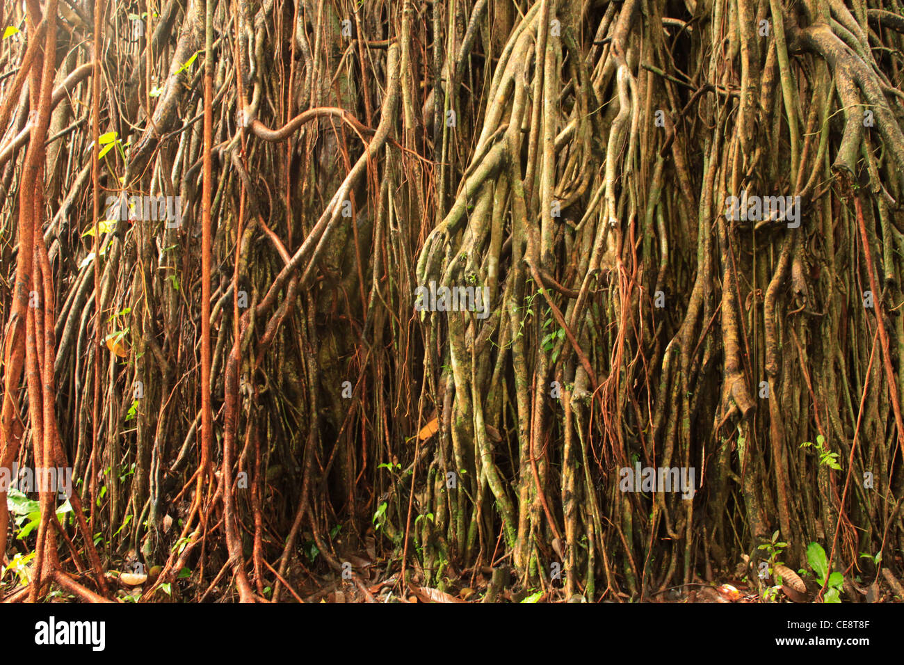big root of tree Stock Photo - Alamy