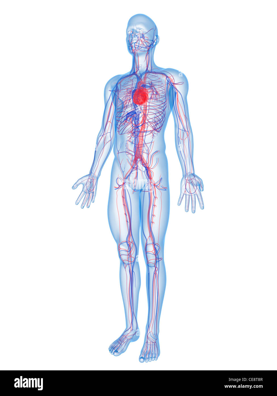 Cardiovascular system, computer artwork Stock Photo - Alamy