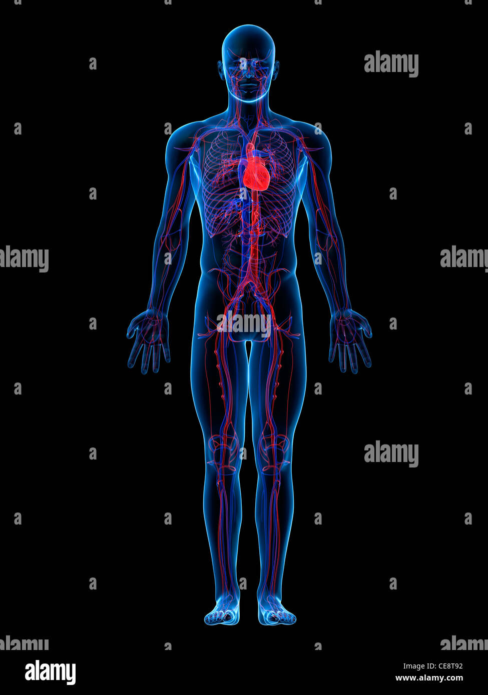 Cardiovascular system, computer artwork Stock Photo - Alamy