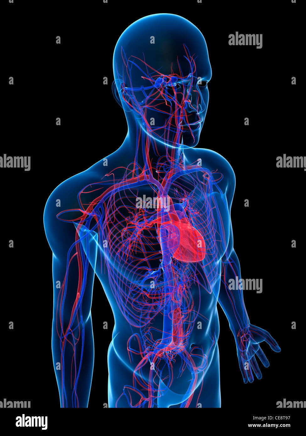 Full human body systems anatomy hi-res stock photography and images - Alamy