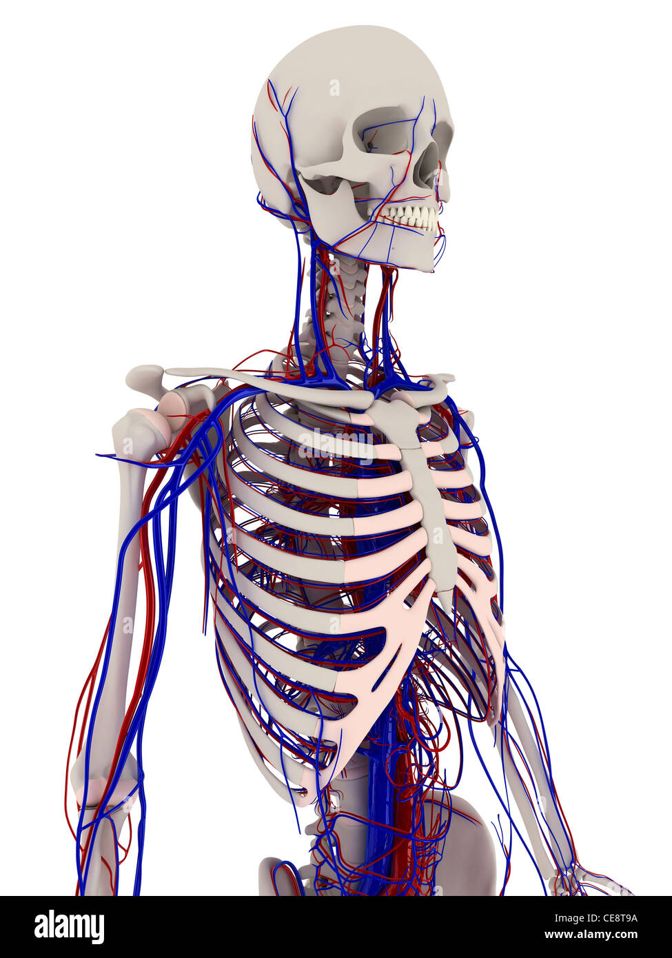 Human anatomy. Computer artwork showing the bones and cardiovascular ...