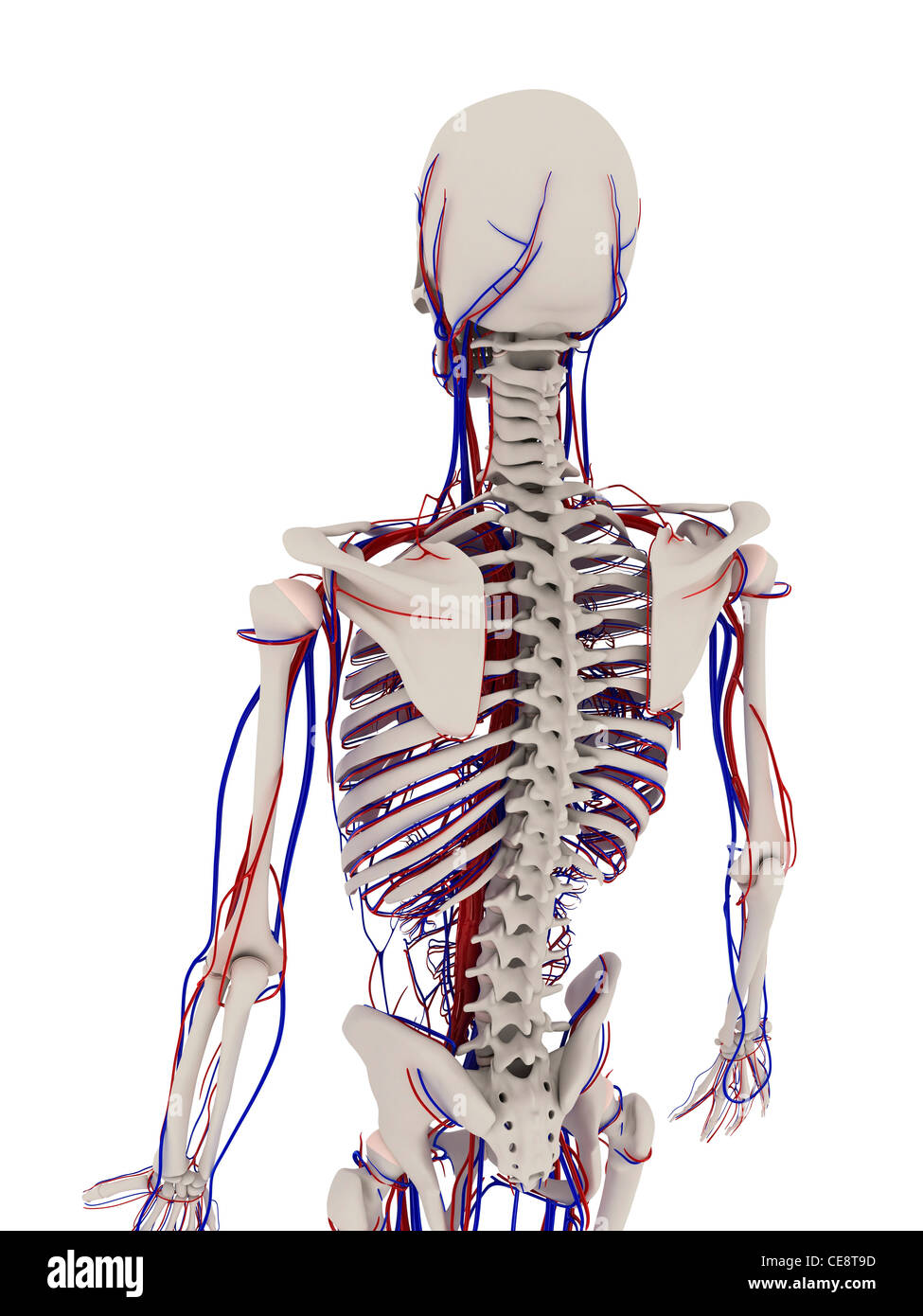 Human anatomy. Computer artwork showing the bones and vascular system ...