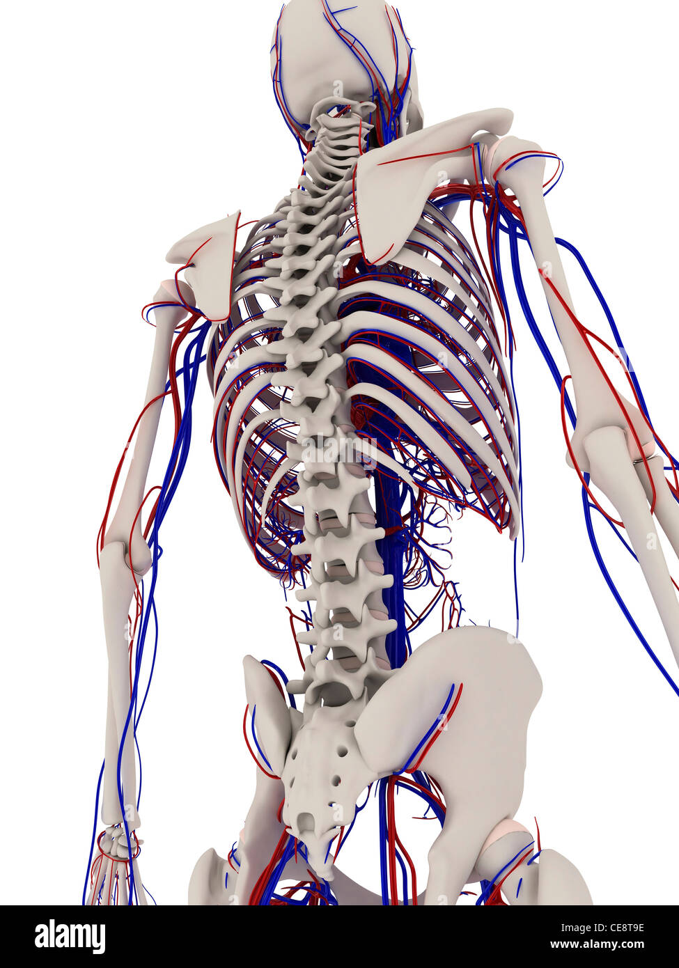 Human anatomy. Computer artwork showing the bones and vascular system ...