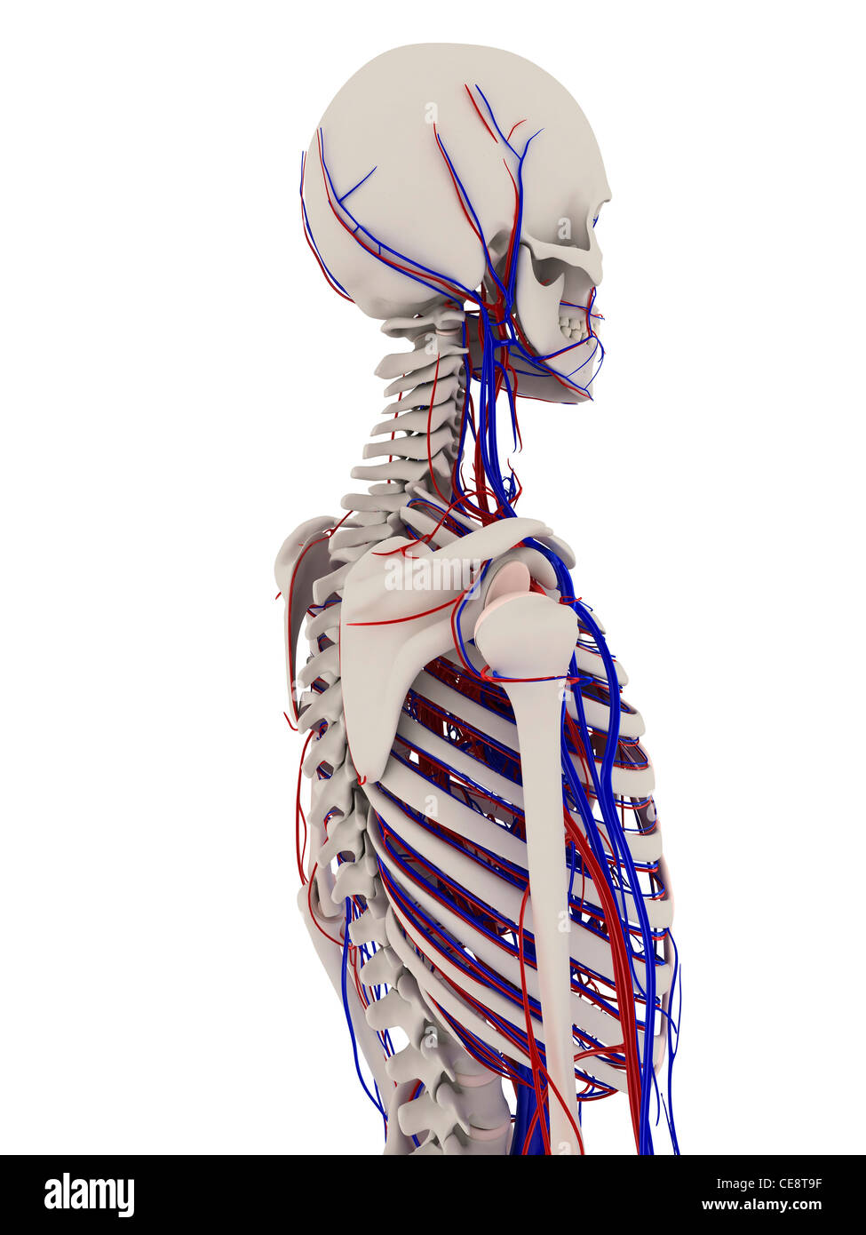 Human anatomy. Computer artwork showing the bones and vascular system ...