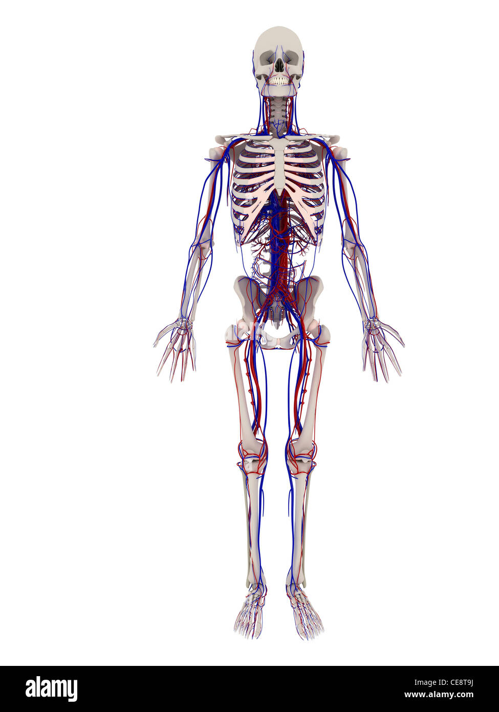 Human anatomy. Computer artwork showing the bones and vascular system ...