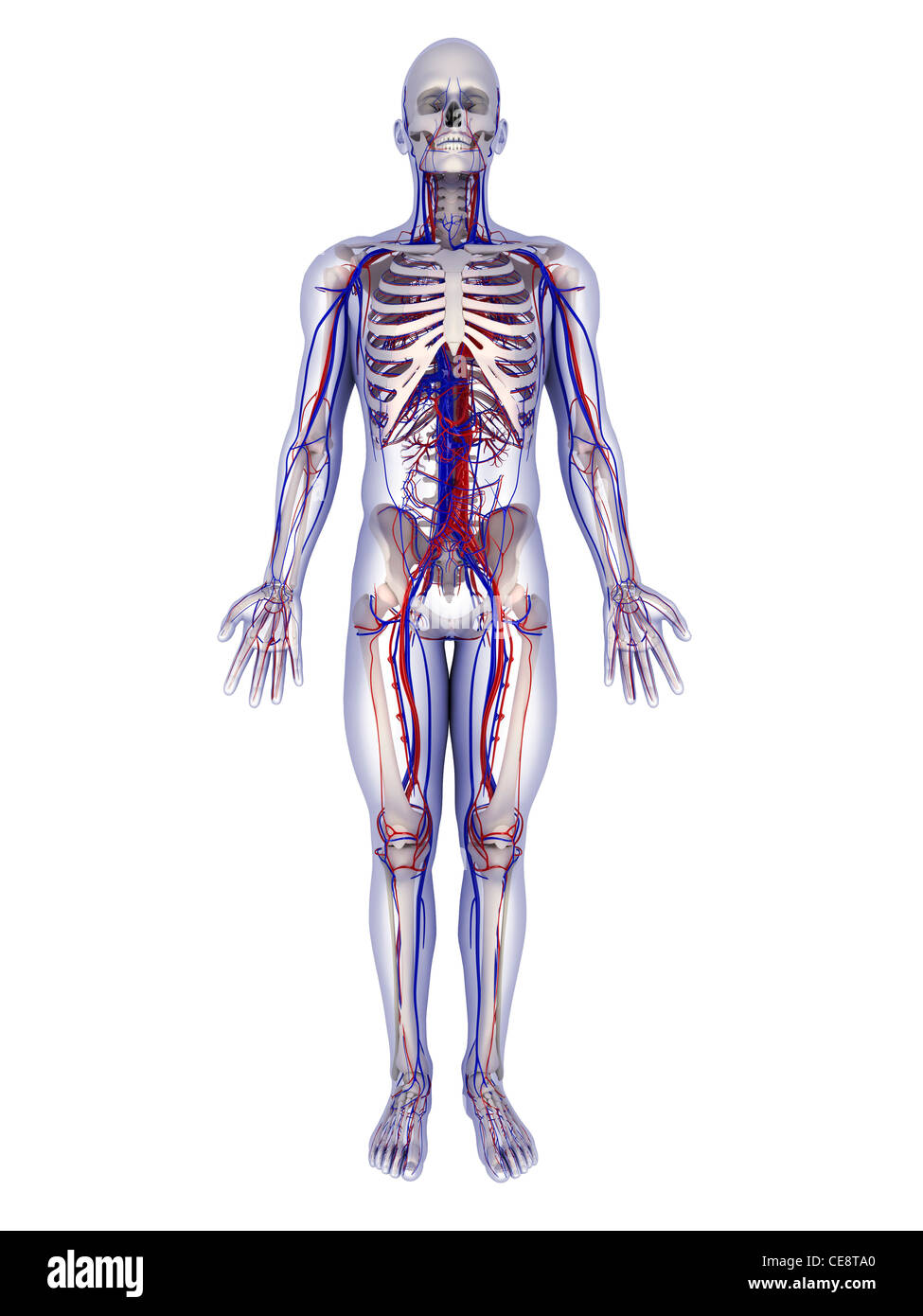 Human anatomy. Computer artwork showing the bones and vascular system ...