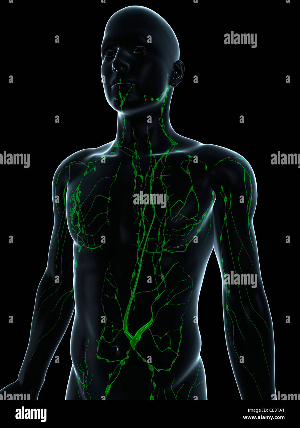 Lymphatic system drawing hi-res stock photography and images - Alamy
