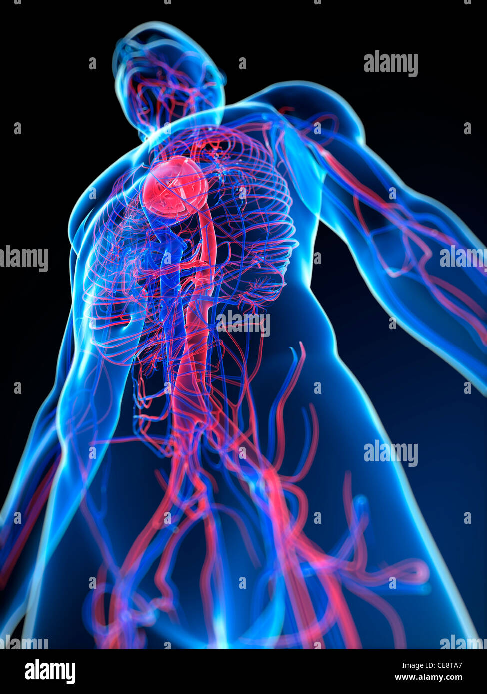 Cardiovascular system, computer artwork Stock Photo - Alamy