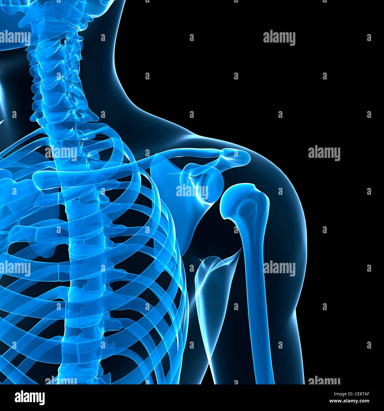 Shoulder bones, computer artwork Stock Photo - Alamy