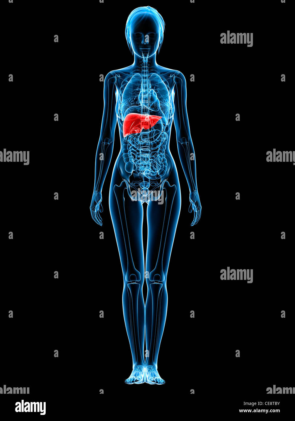 Healthy liver, computer artwork Stock Photo - Alamy