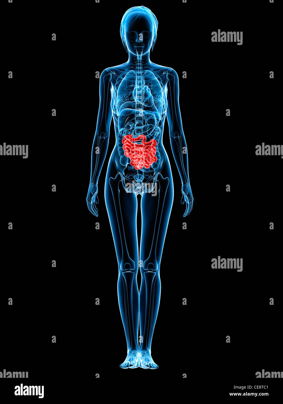 Healthy small intestines, computer artwork Stock Photo - Alamy
