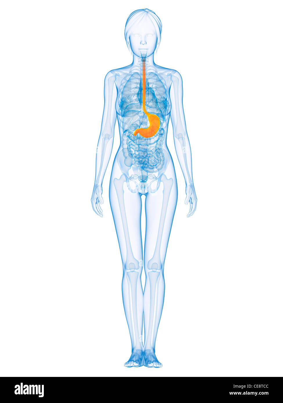 Full stomach drawing hi-res stock photography and images - Alamy