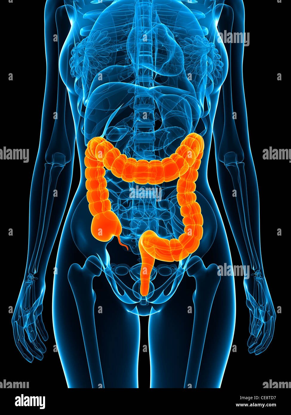 Healthy large intestines, computer artwork Stock Photo - Alamy
