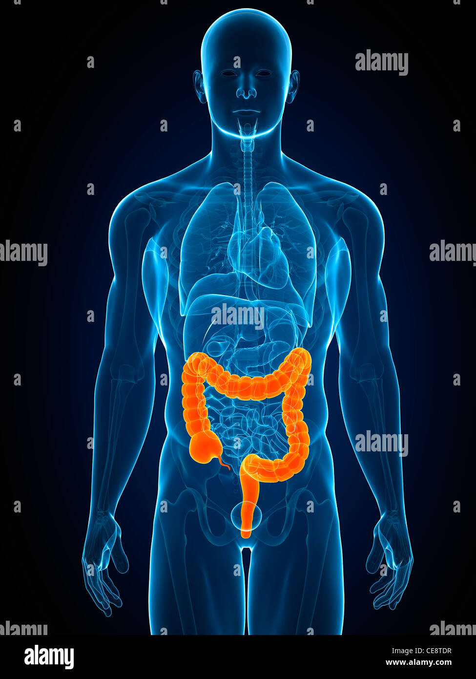 Healthy large intestine, computer artwork Stock Photo - Alamy