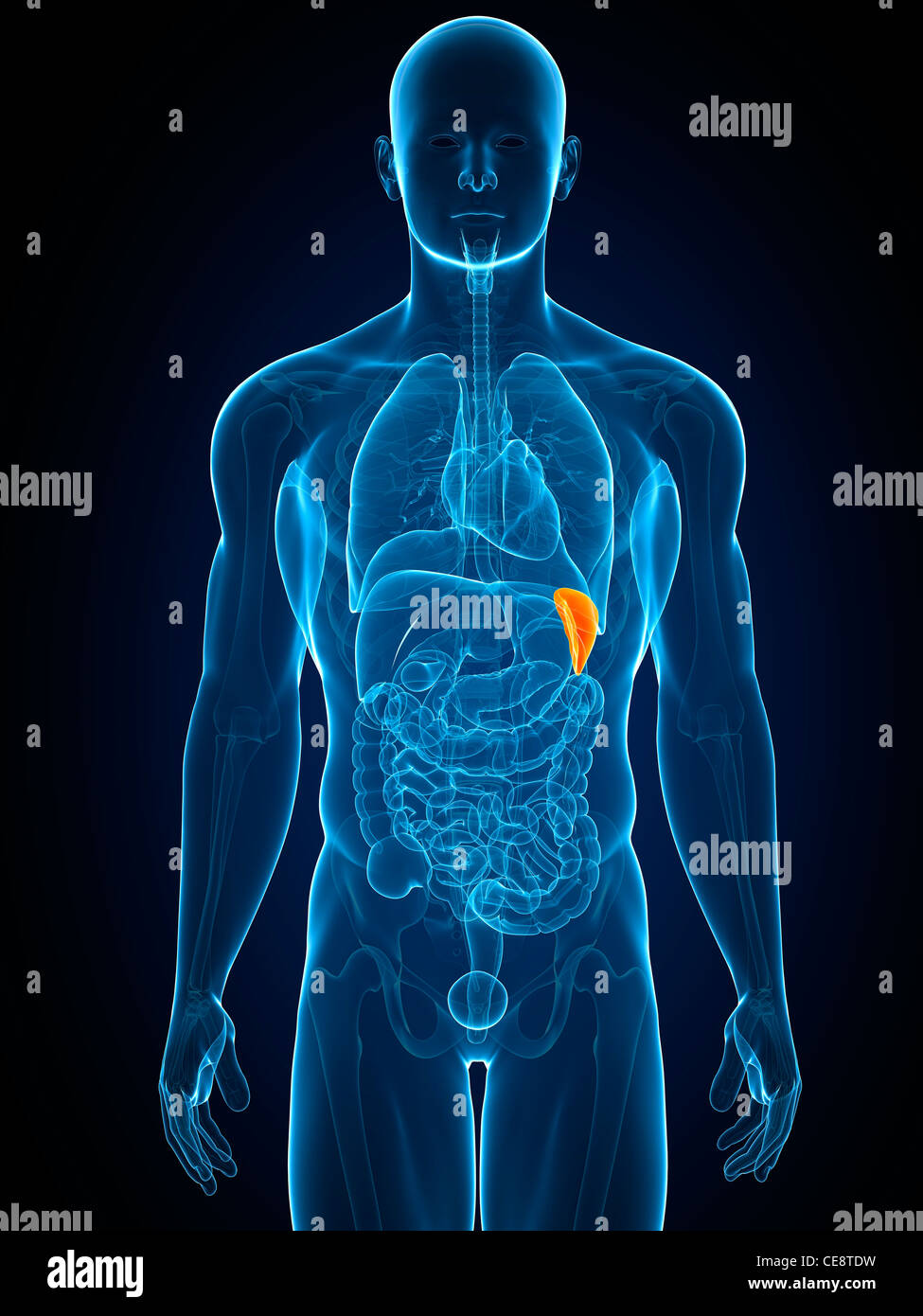 Spleen drawing hi-res stock photography and images - Alamy