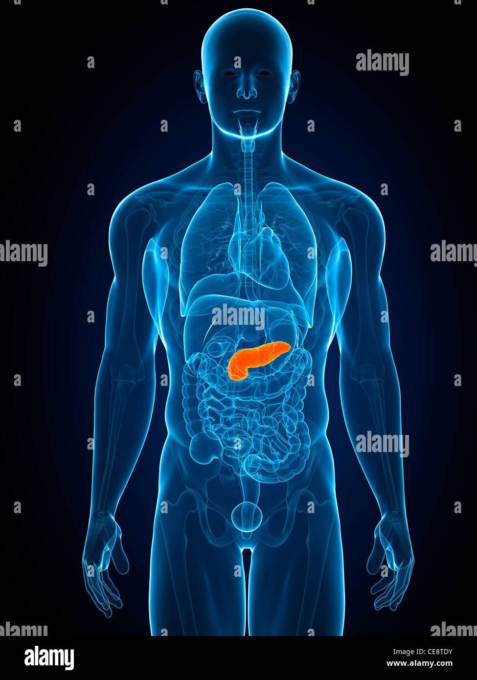 Pancreas Drawing Stock Photos & Pancreas Drawing Stock Images - Alamy