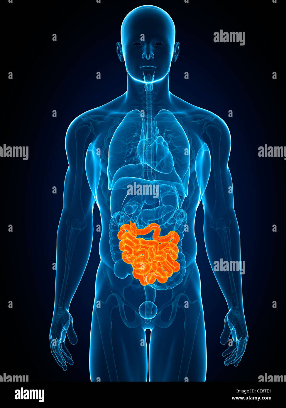 Healthy small intestines, computer artwork Stock Photo - Alamy