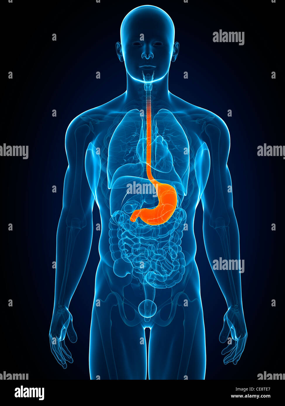 Stomach channel hi-res stock photography and images - Alamy