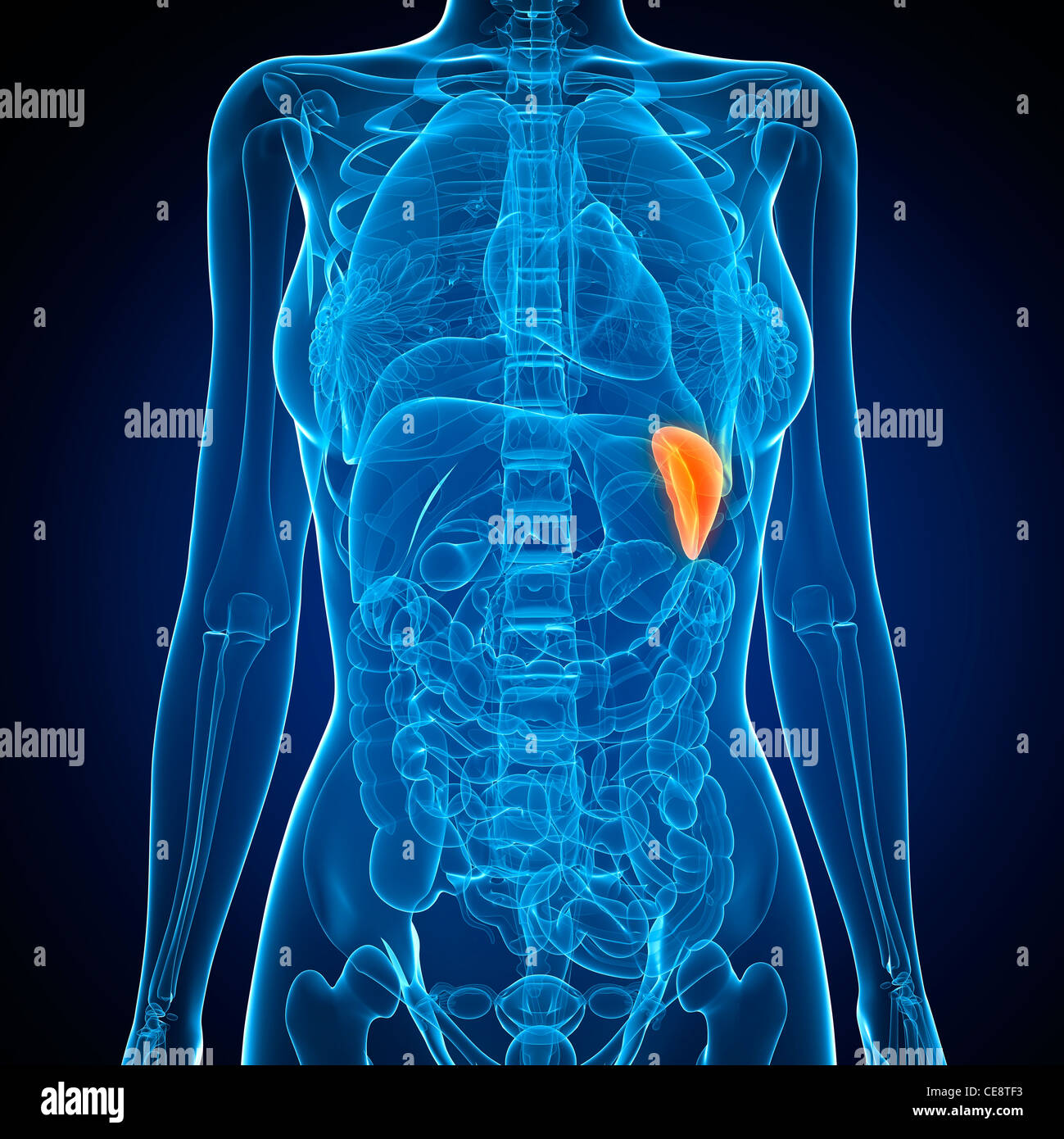 Spleen drawing hi-res stock photography and images - Alamy