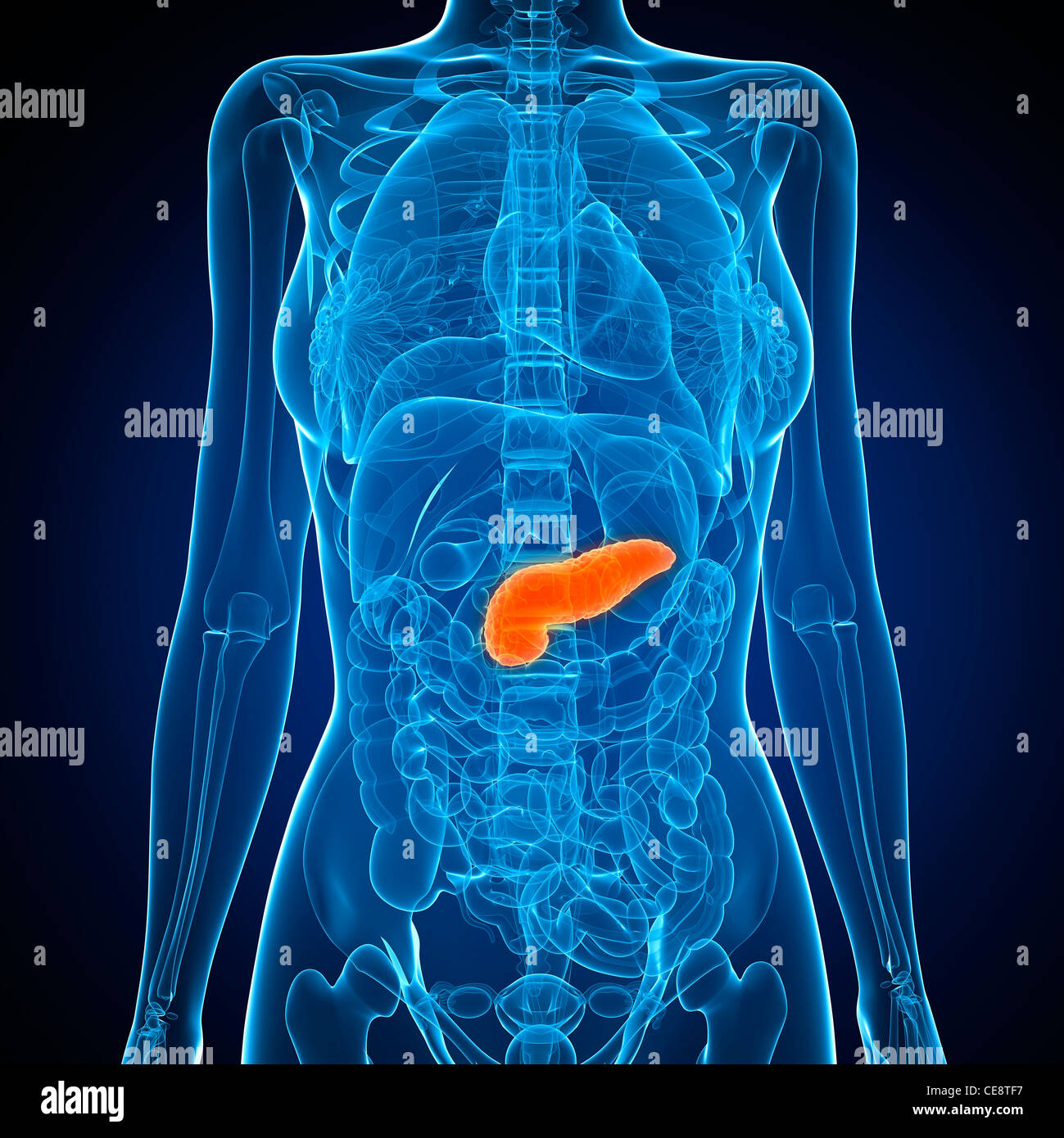 Pancreas square hi-res stock photography and images - Alamy